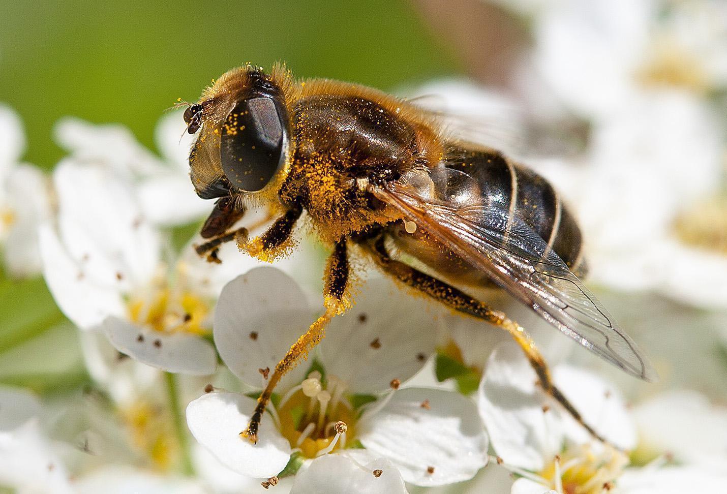 Antalet pollinerande arter drygt 4 400 – Finlands Natur