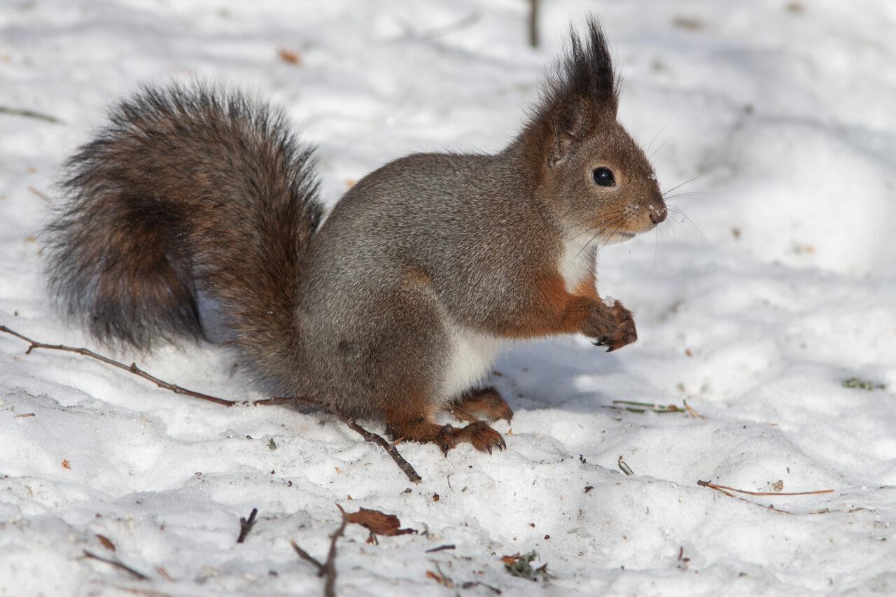 Färre däggdjur i vinter – Finlands Natur