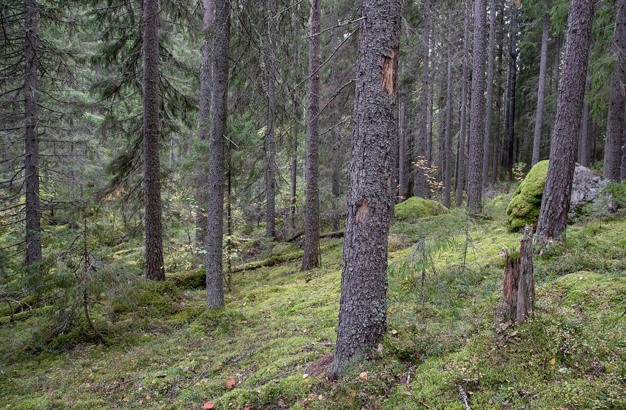 Partierna om skogen: öka kolsänkan – Finlands Natur